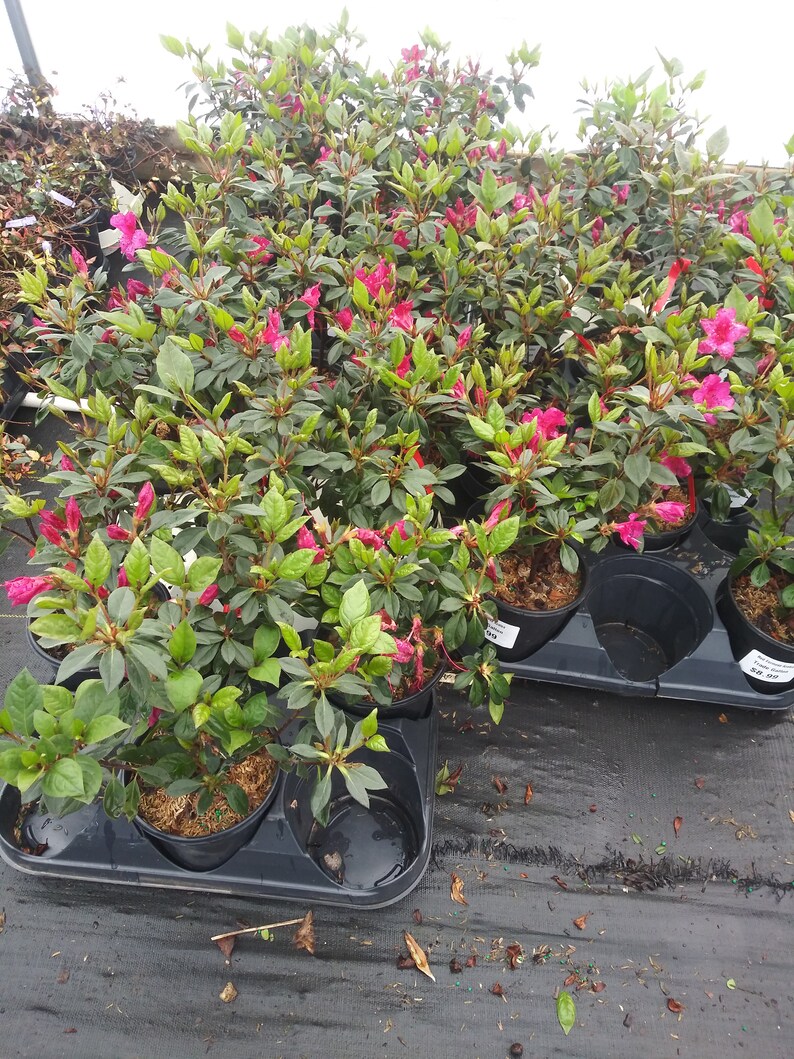Red Formosa Azalea ( Southern Indica ) - Live Plant - ( 2.5 QT ) - Etsy