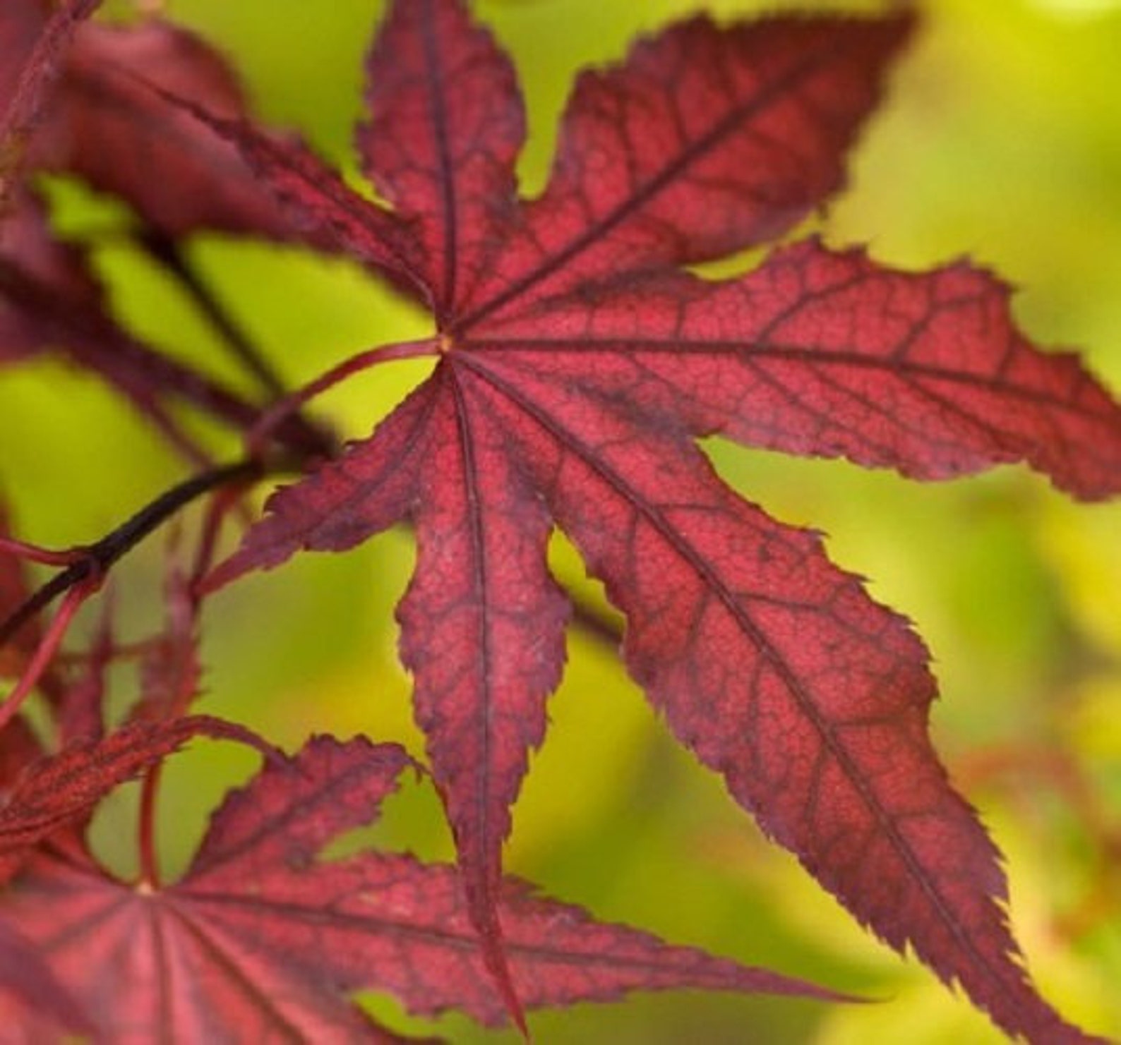 Purple Ghost Japanese Maple Tree - Live Plant - ( 2.5 QT ) - Etsy