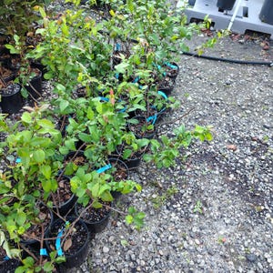 O Yashima Double White Flowering Quince - Live Plant - ( 2.5 QT ) - Etsy