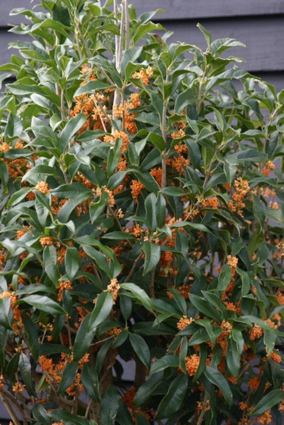 Plants - Live Plant Quart Pot osmanthus Apricot Echo Orange Tea Olive Outdoor & Gardening Home ...