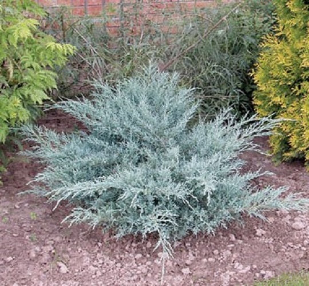 Angelica Blue Spreading Juniper Starter Plant 7m 1 Live Plant - Etsy
