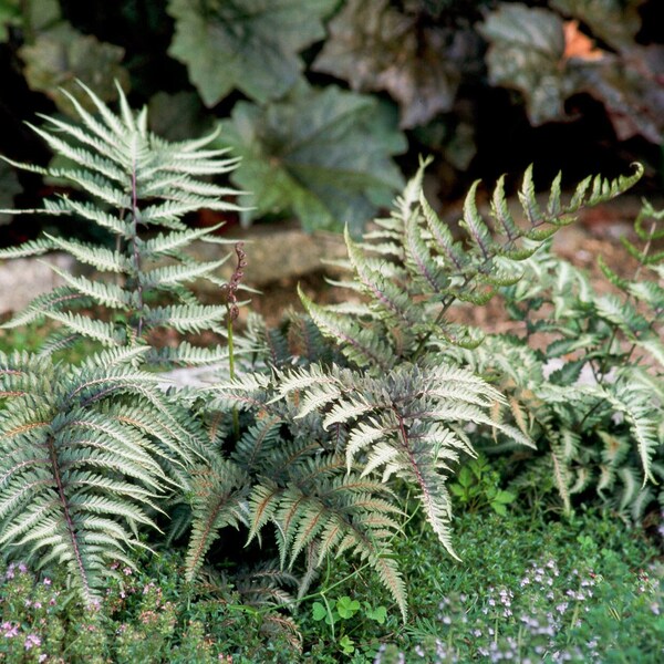 Live Fern - Etsy