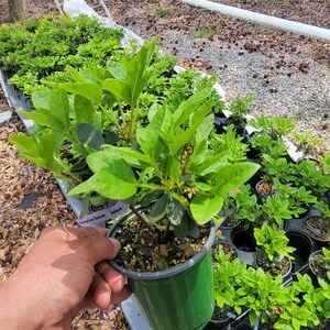 Hampton Beauty ( Pericat ) Azalea - Live Plant ( 1 QT ) - Etsy