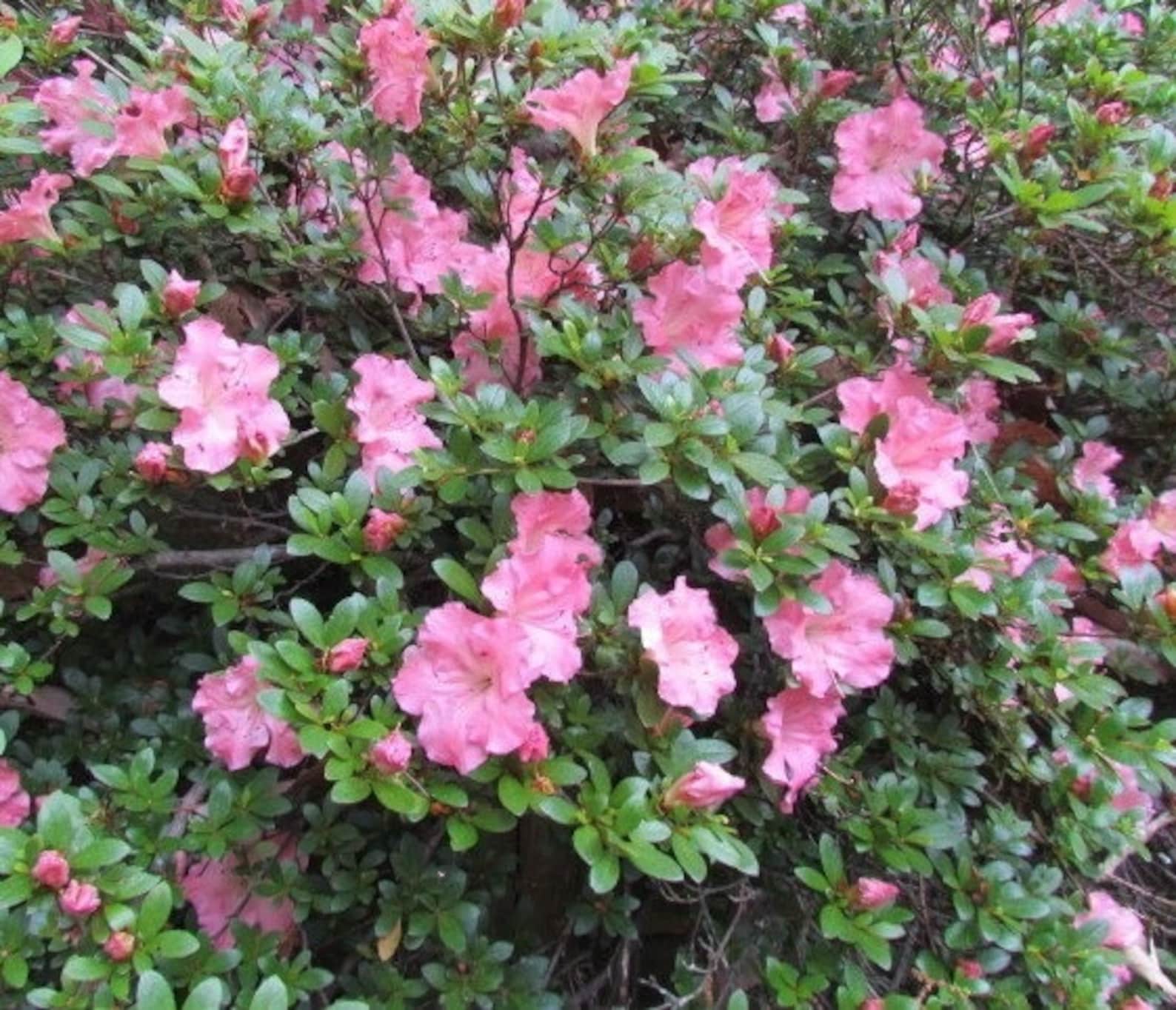 Gumpo Pink Dwarf Evergreen Azalea Live Plant Trade - Etsy
