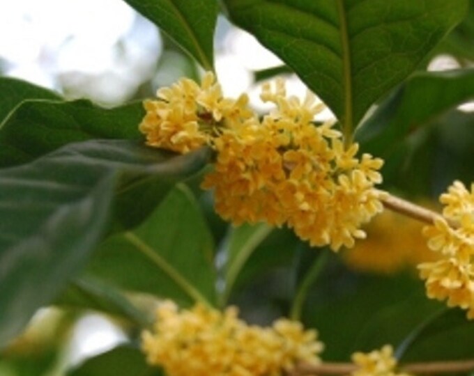 Yellow Flowering Fragrant Tea Olive ( Osmanthus ) - Live Plant - ( 2.5 ...