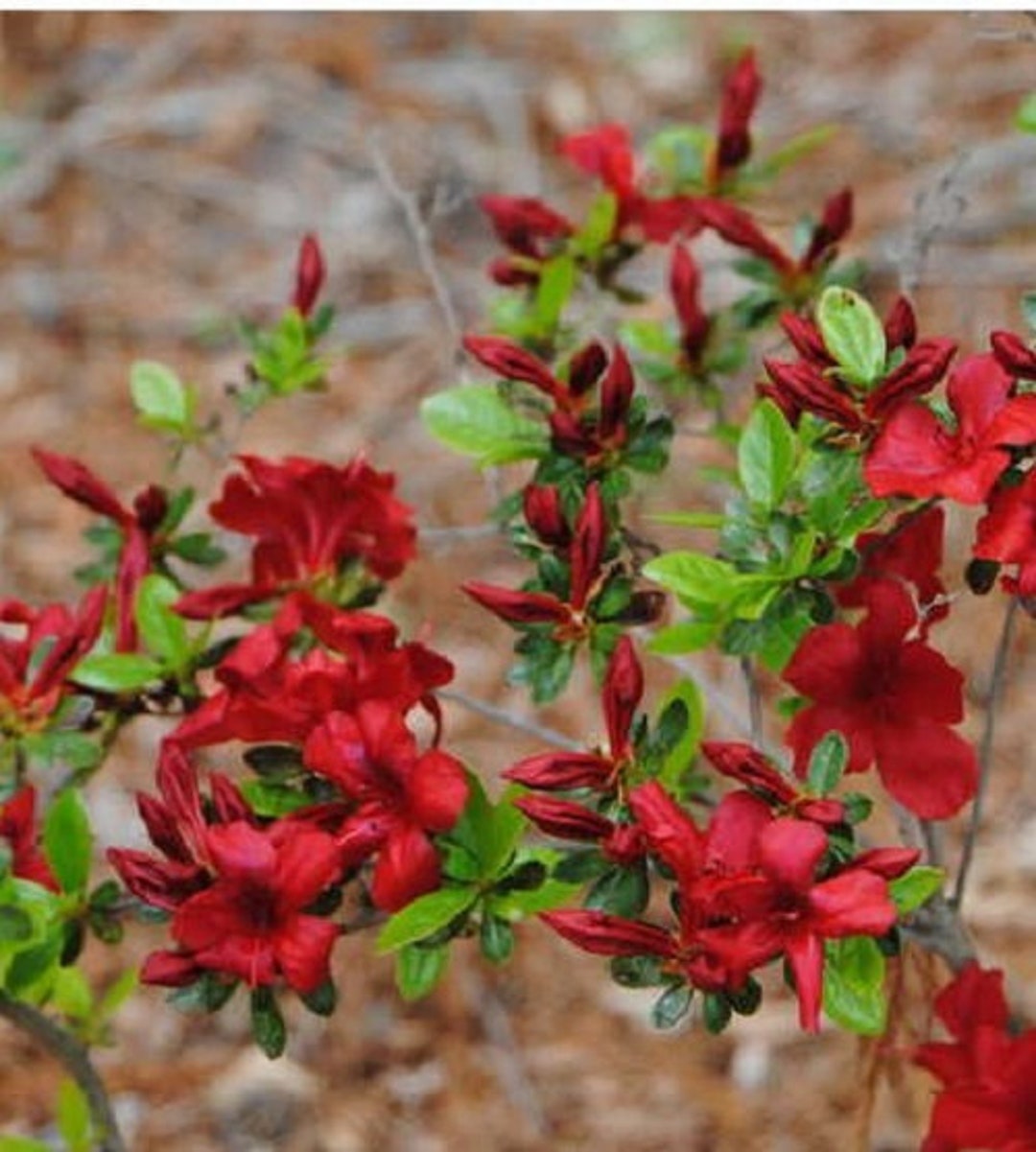Midnight Flare Red Azalea - Live Plant - ( 1 QT ) - Etsy