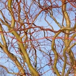 Scarlet Curls Corkscrew Weeping Willow Tree - Live Plant - ( 2.5 QT ...