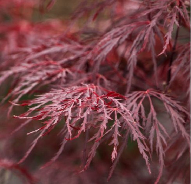 Red Dragon Weeping Japanese Maple Live Plant Trade Gallon - Etsy