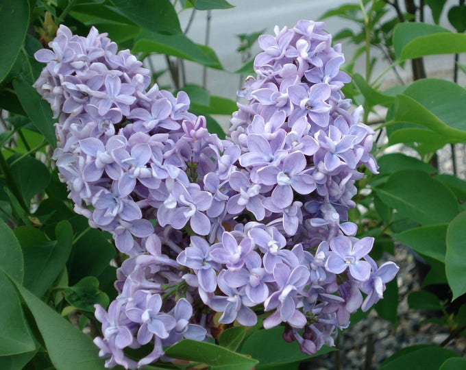 Monge French Lilac syringa Live Plant - Etsy