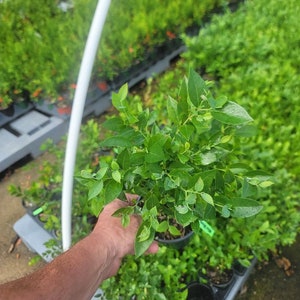 Mini Blues Blueberry Bush ( Vaccinium ) - Live Plant - ( 1 QT ) - Etsy
