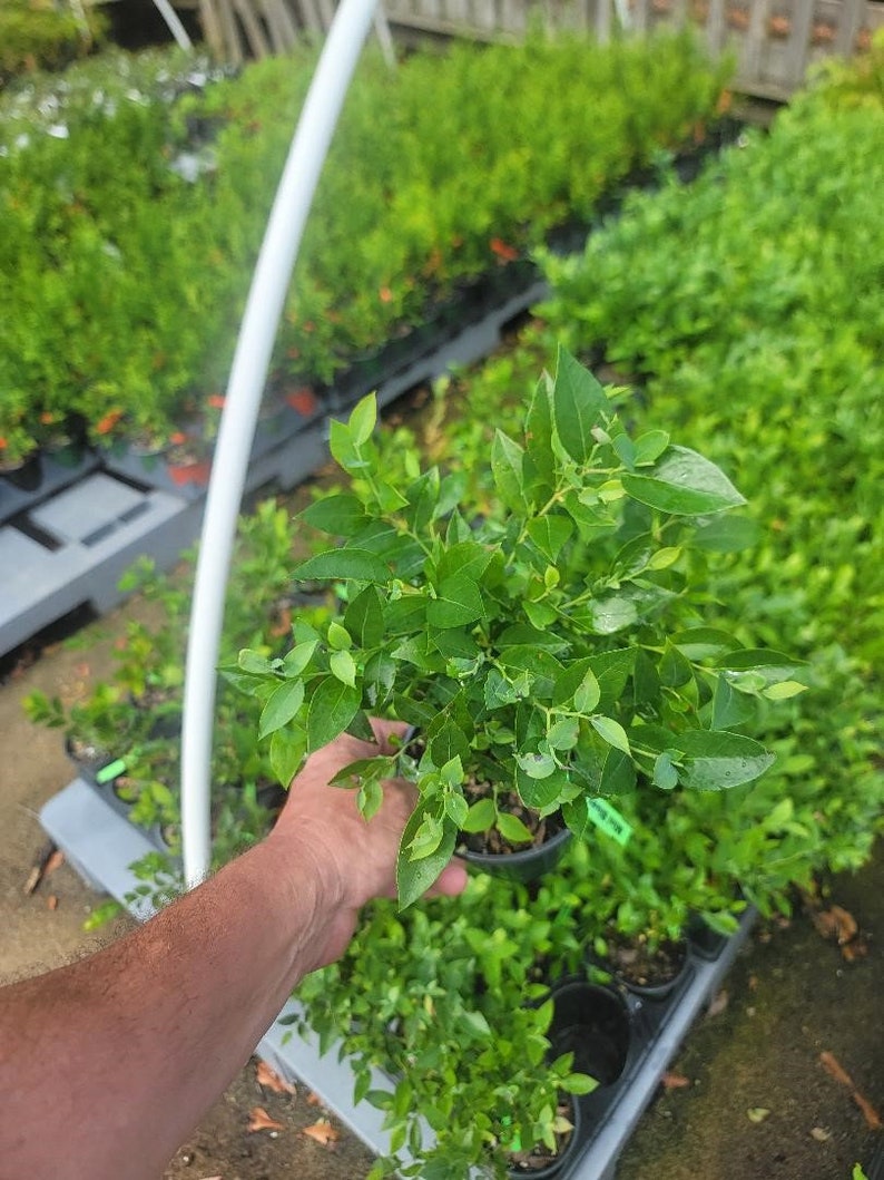 Mini Blues Blueberry Bush ( Vaccinium ) - Live Plant - ( 1 QT ) - Etsy