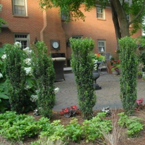 Sky Pencil Japanese Holly - Etsy