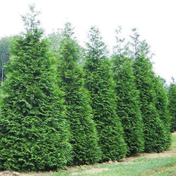 Green Giant Arborvitae - Etsy