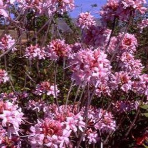 Spring Sensation Deciduous Aromi Azalea Starter Plant 4m 1 Live Plant ...