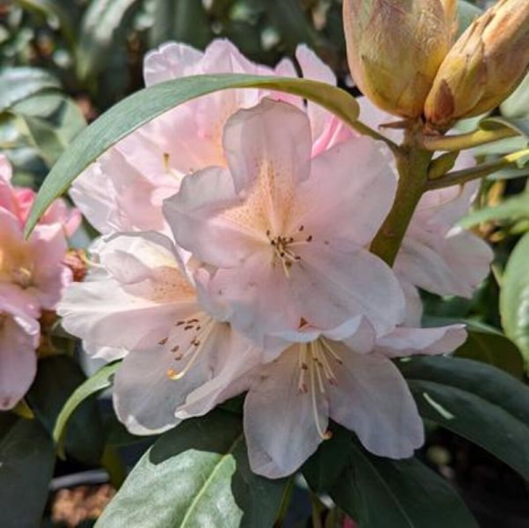 1 Holdens Peach Rhododendron Starter Plant 7m 1 Live Plant - Etsy