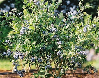 Mini Blues Blueberry Bush ( Vaccinium ) - Live Plant - ( 1 QT ) - Etsy