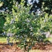 Mini Blues Blueberry Bush ( Vaccinium ) - Live Plant - ( 1 QT ) - Etsy