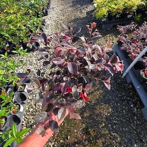 Daruma Dwarf Loropetalum ( Chinese Fringe ) - Live Plant - ( 1 QT ) - Etsy