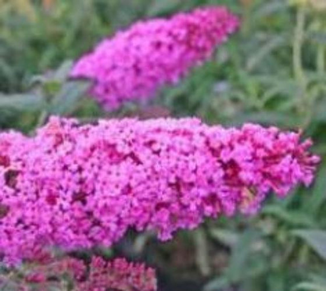 Pink Delight Butterfly Bush ( Buddleia ) - Live Plant - ( 2.5 QT ) - Etsy