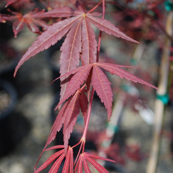 Outdoor & Gardening Dragon Tears Weeping Japanese Maple Live Plant 3 ...