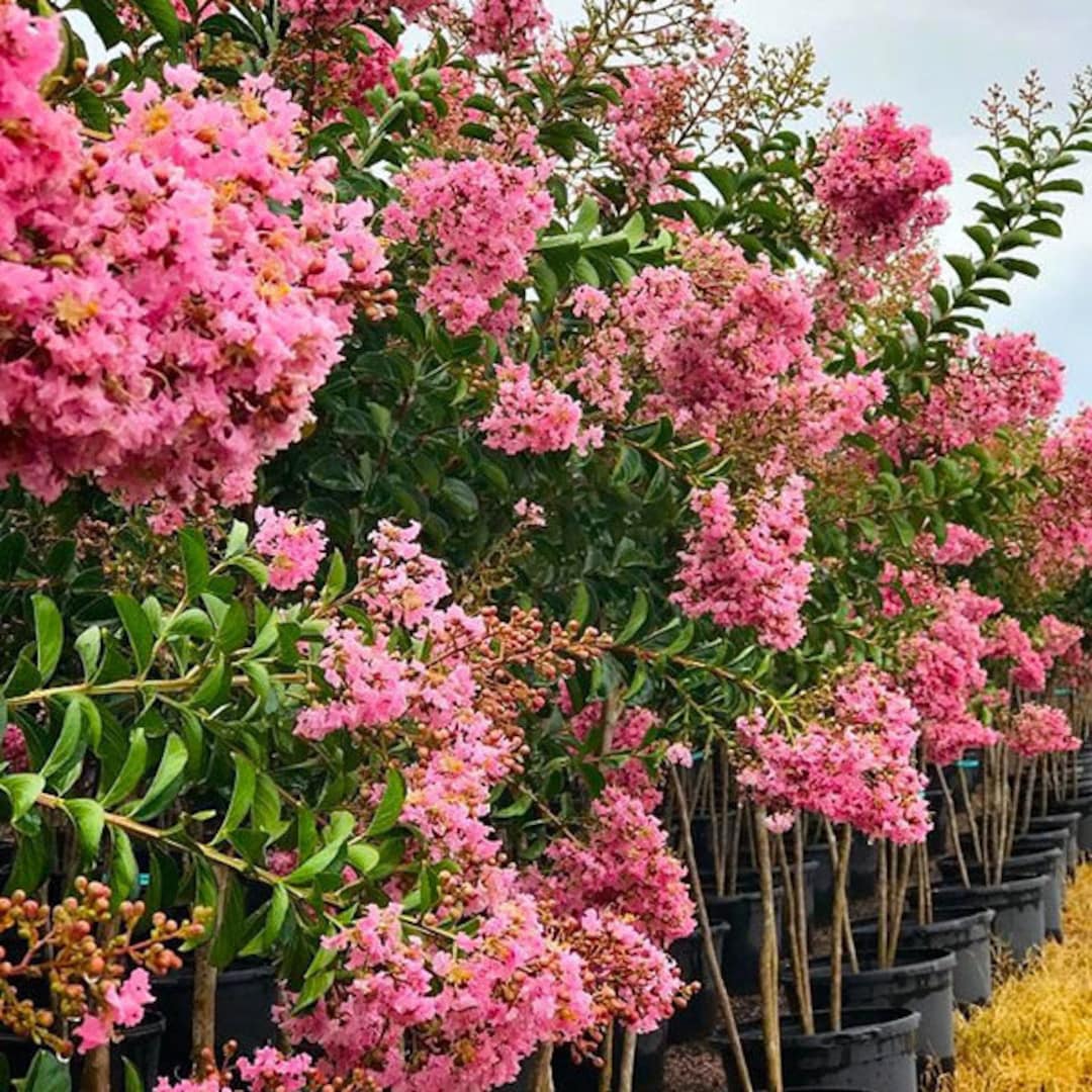 Sioux Pink Crape Myrtle Tree - Live Plant - ( 1 QT ) - Etsy