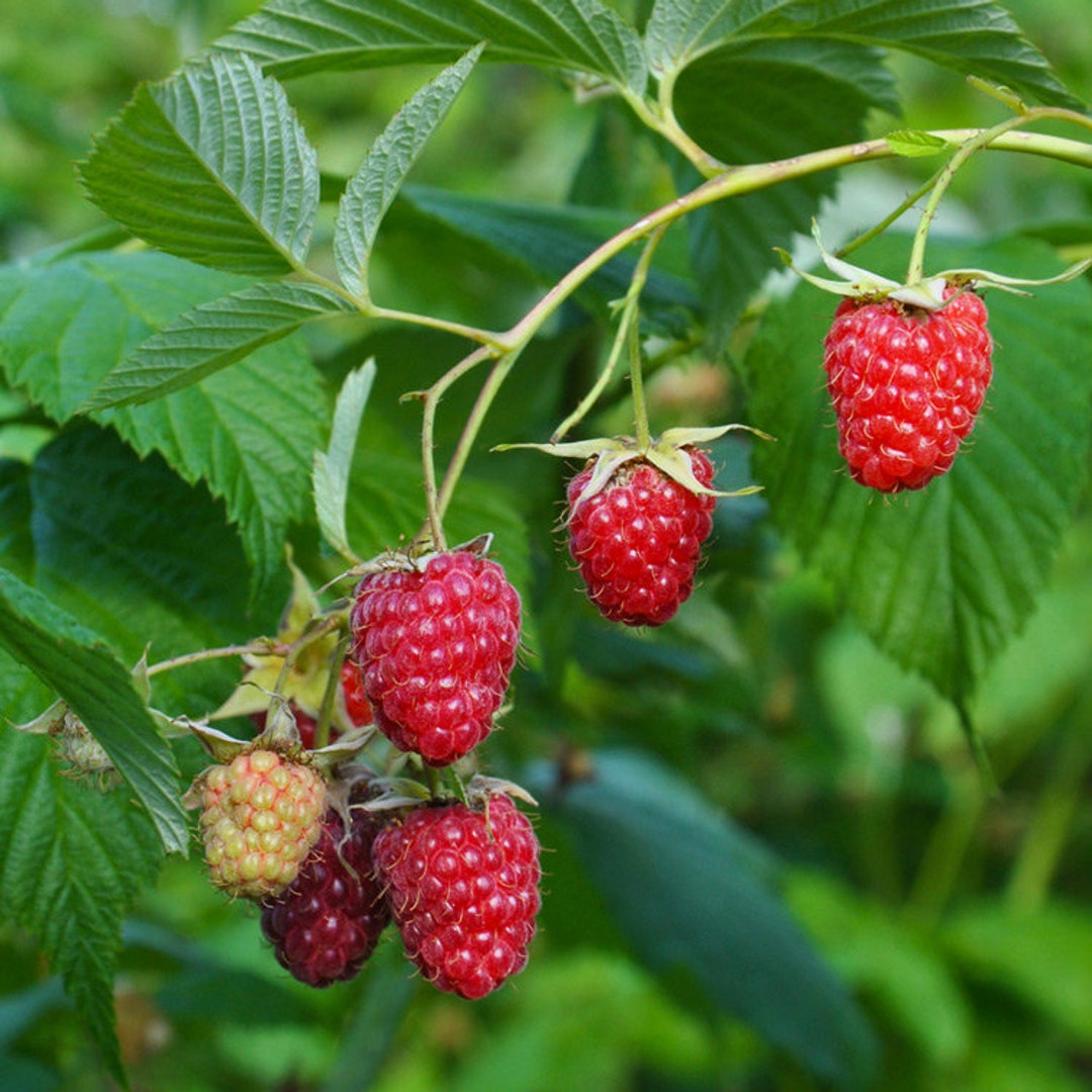 Coho Red Raspberry Rubus Live Plant 1 QT - Etsy