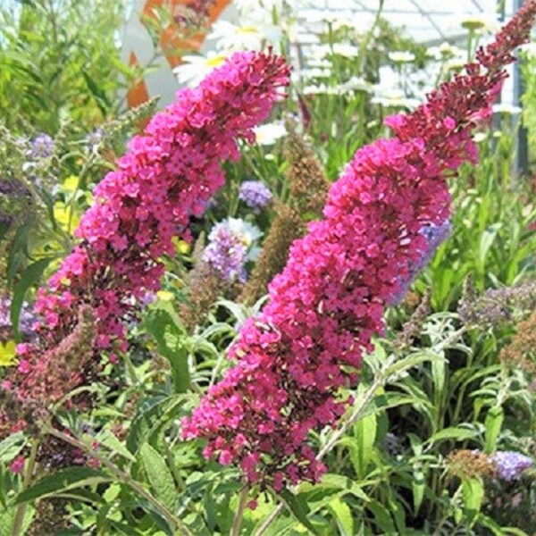 Butterfly Bush - Etsy