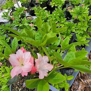 Hampton Beauty ( Pericat ) Azalea - Live Plant ( 1 QT ) - Etsy