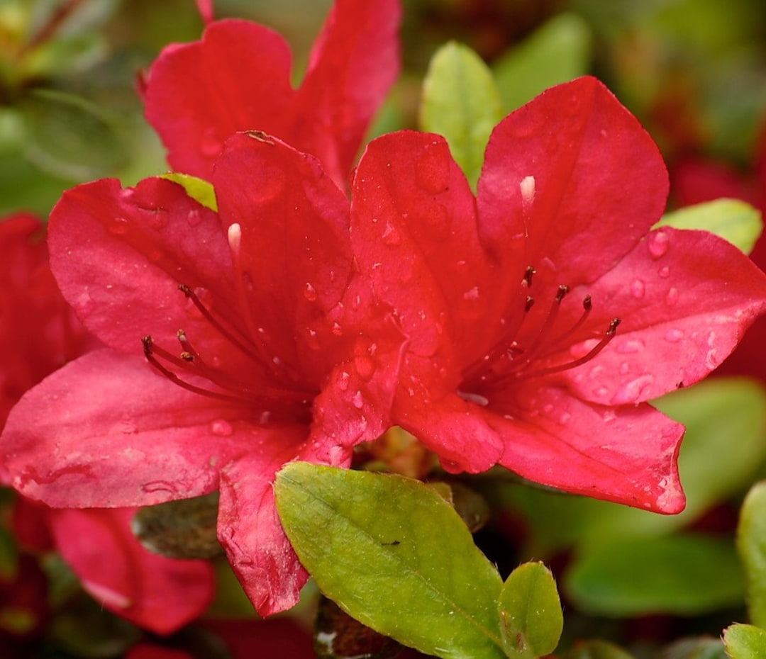 Red Formosa Azalea ( Southern Indica ) - Live Plant - ( 2.5 QT ) - Etsy