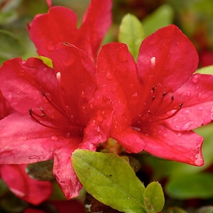Red Formosa Azalea ( Southern Indica ) - Live Plant - ( 2.5 QT ) - Etsy