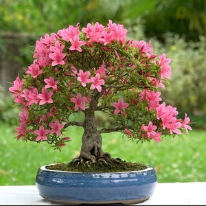 Hampton Beauty ( Pericat ) Azalea - Live Plant ( 1 QT ) - Etsy