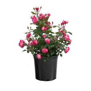 Candy Cane Cocktail™ Shrub Rose - Live Plant - 3 Gallon Pot - Etsy