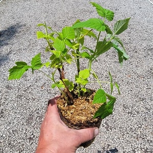 Coho Red Raspberry Rubus Live Plant 1 QT - Etsy