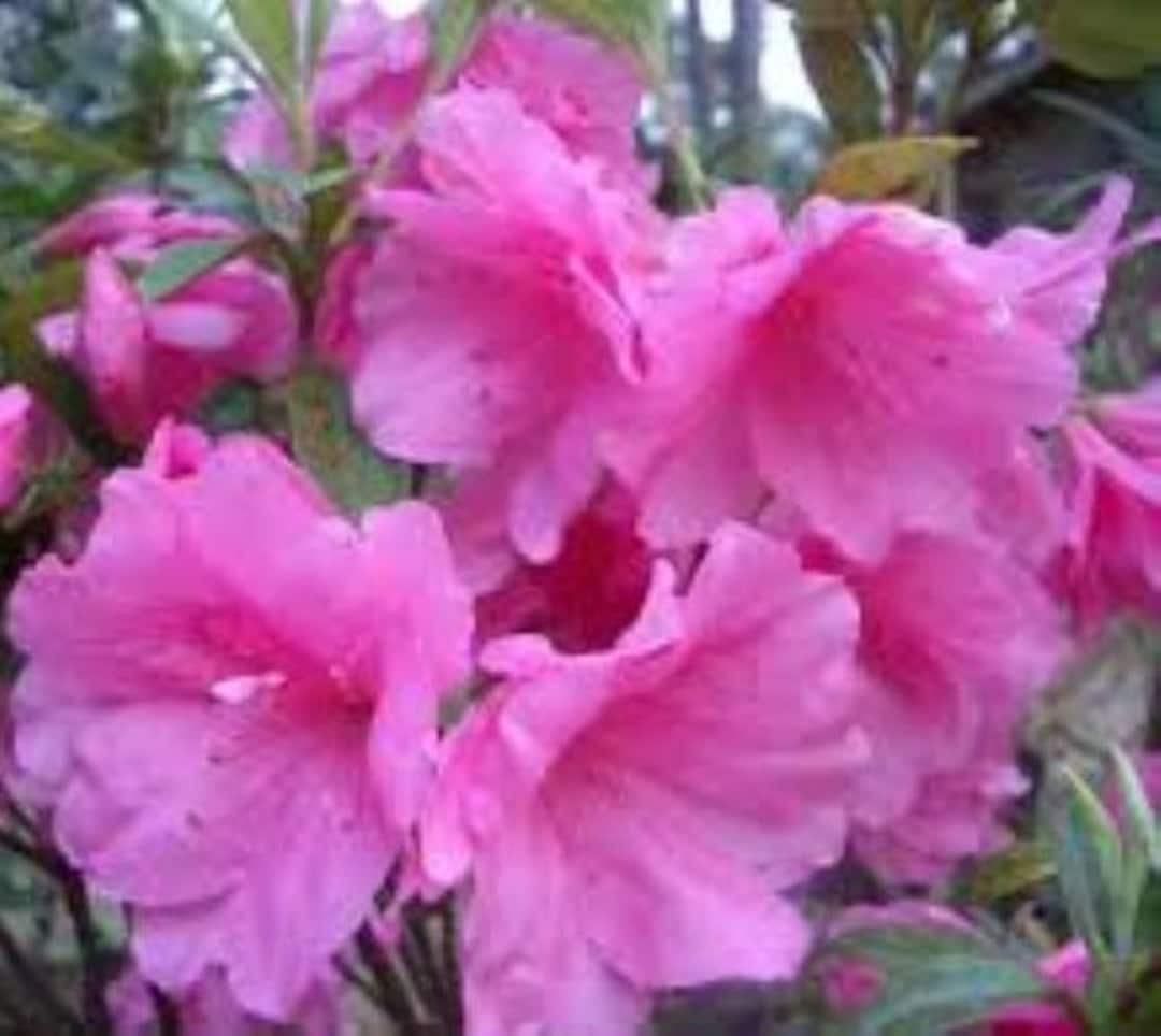 Pink Ruffle Azalea ( Rutheford Hybrid ) - Live Plant - Full Gallon Pot ...