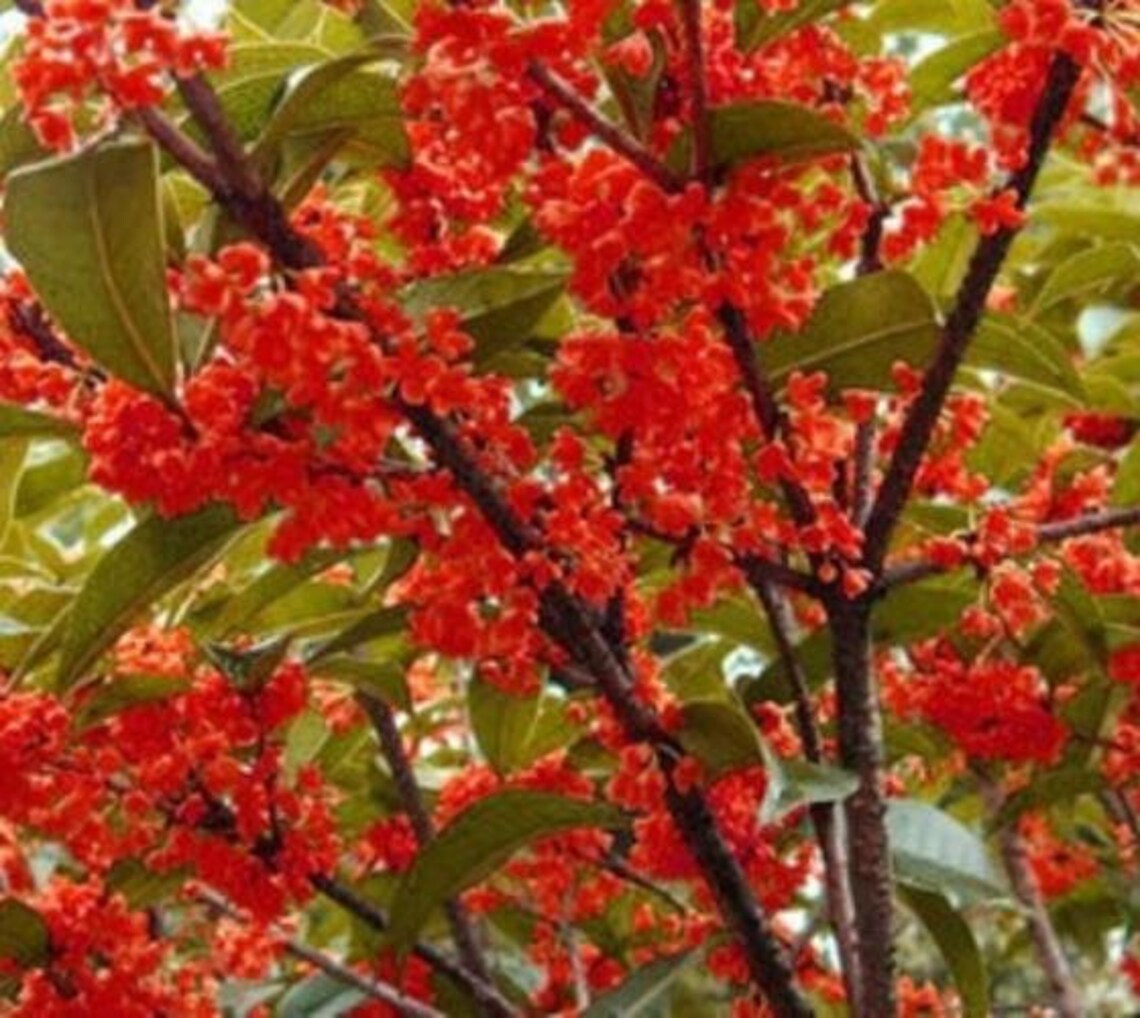 Red Flowering Fragrant Tea Olive Osmanthus Live Plant - Etsy
