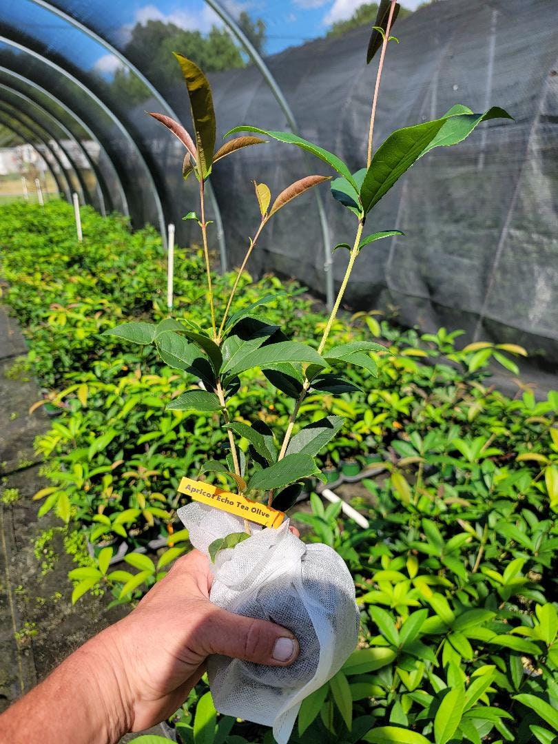 Tea Olive Tree Plant