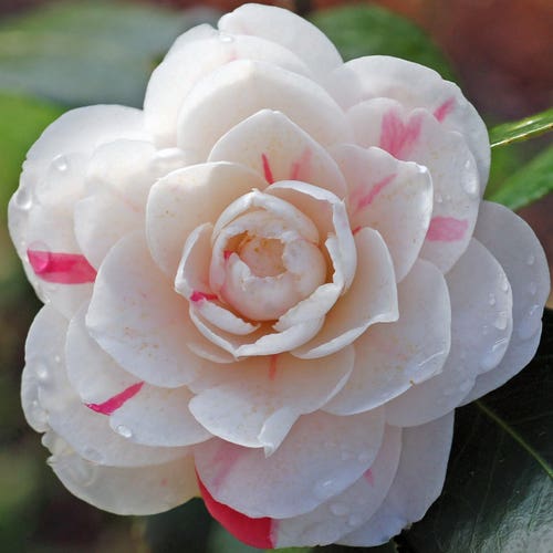 Pink Snow Camellia Sasanqua Live Plant Quart Pot - Etsy