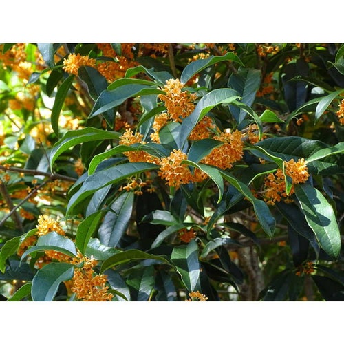 Orange Flowering Fragrant Tea Olive Osmanthus Live Plant - Etsy