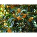 Fragrant Princess Dwarf Tea Olive ( 'kaori Hime' Osmanthus ) - Live ...