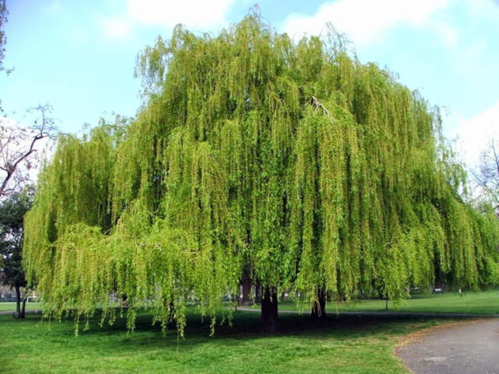 Scarlet Curls Corkscrew Weeping Willow Tree - Live Plant - ( 2.5 QT ...