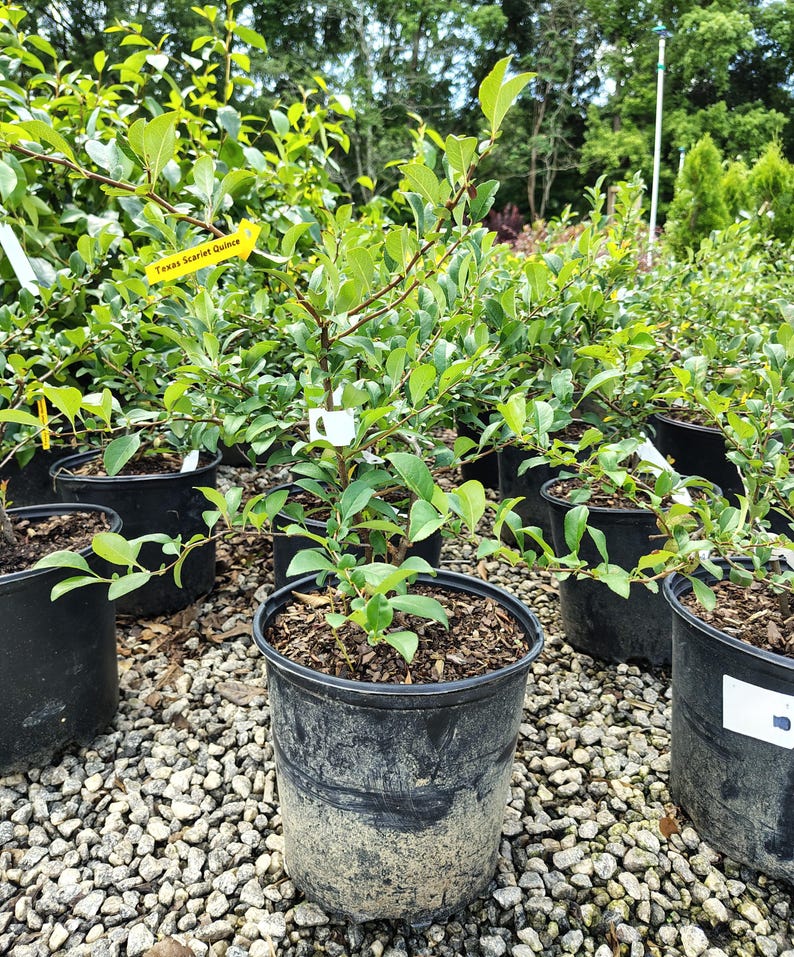 Texas Scarlet Red Flowering Quince - Live Plant - 3 Gallon Pot - Etsy