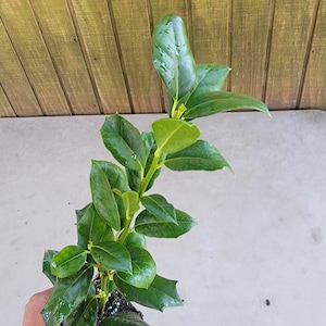 3 - Oak Leaf™holly Tree ( Ilex Conaf ) - Starter Plants ( 4L ) ( 3 Live ...