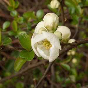 O Yashima Double White Flowering Quince Starter Plant 4in 1 Live Plant ...