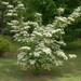 Fragrant Princess Dwarf Tea Olive 'kaori Hime' Osmanthus Live Plant 1 ...