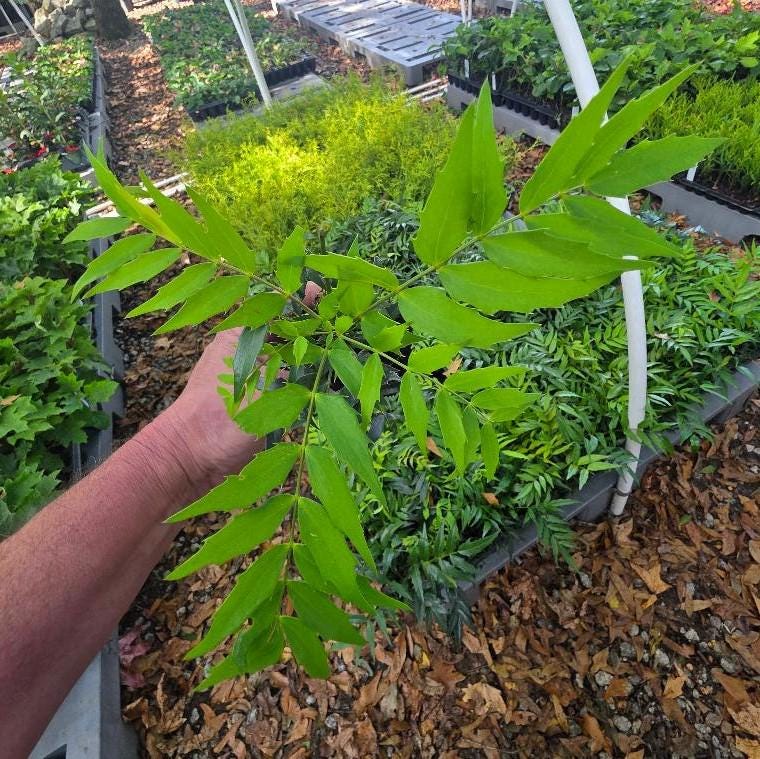 1 - Funky Flow™ Mahonia - Starter Plant ( L7 ) - ( 1 Live Plant ) - Etsy