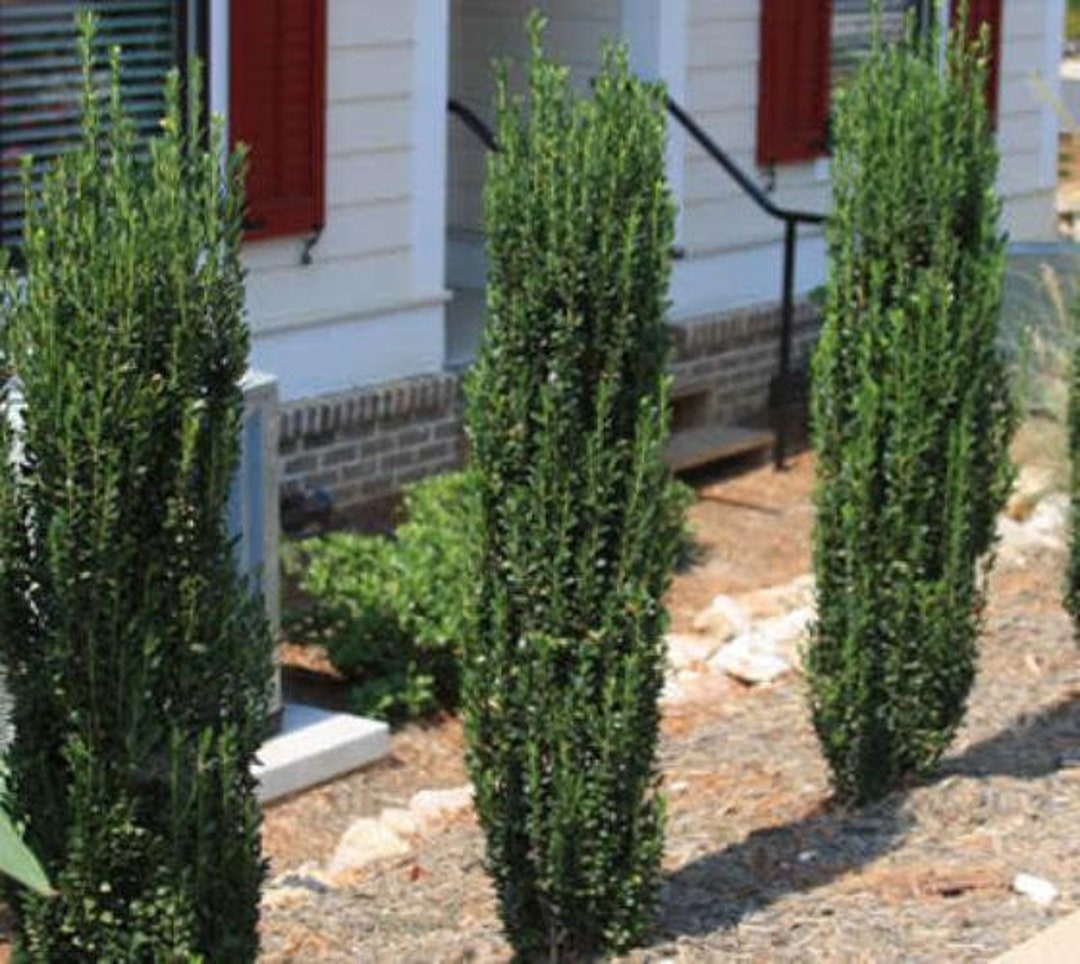 1 - Sky Pencil Japanese Holly Tree - Starter Plant ( 4L ) ( 1 Live ...
