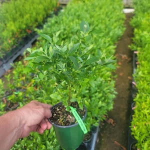 Mini Blues Blueberry Bush ( Vaccinium ) - Live Plant - ( 1 QT ) - Etsy