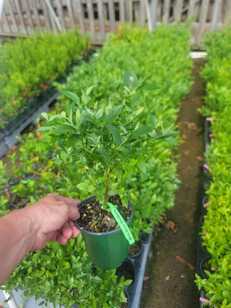 Mini Blues Blueberry Bush ( Vaccinium ) - Live Plant - ( 1 QT ) - Etsy