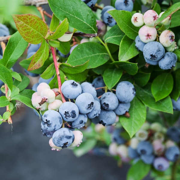Dwarf Blueberry Plants - Etsy