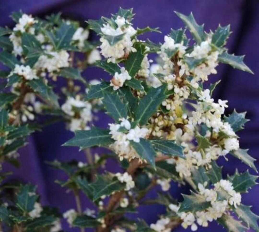 Fragrant Princess Dwarf Tea Olive 'kaori Hime' Osmanthus Live Plant 1 ...